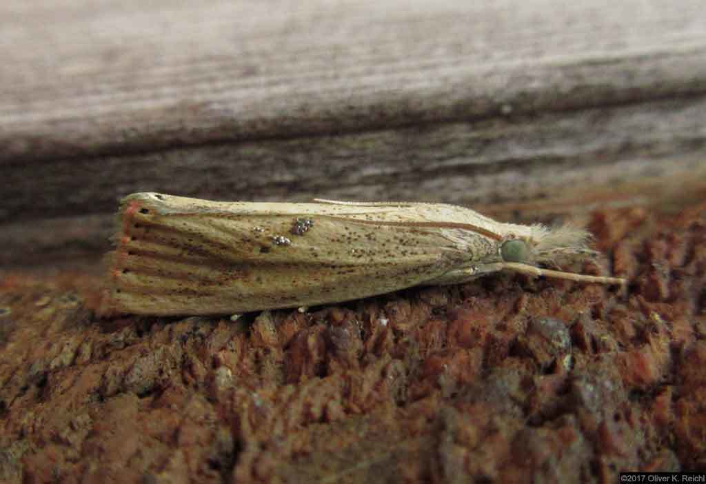Rice Stalk Borer Moth from Larue Mills, ON, Canada on July 11, 2017 at ...