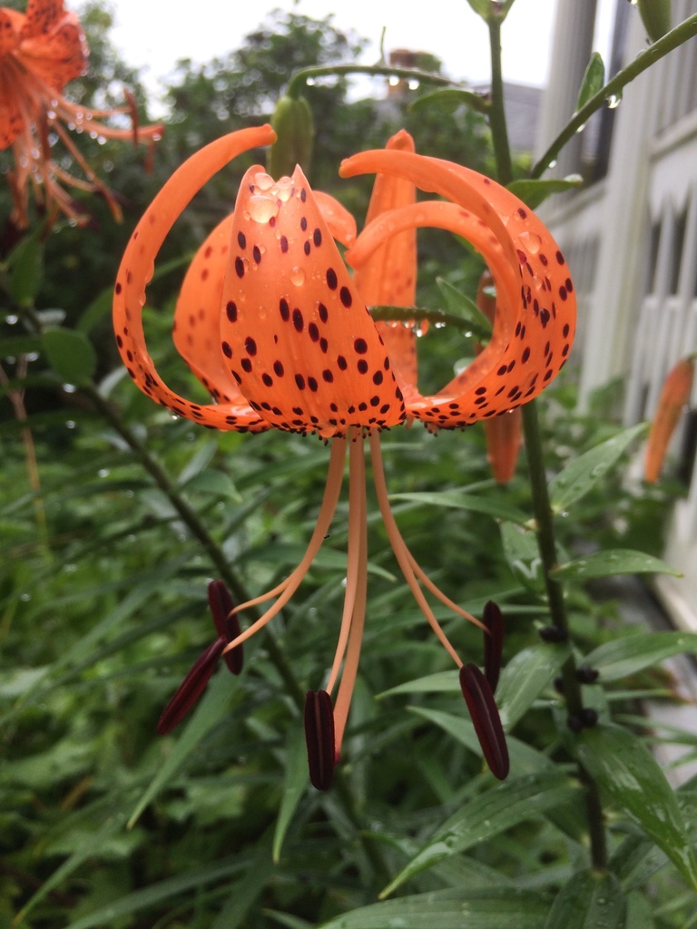tiger lily from 501 Washington St, Northfield, MN, US on July 26, 2017 ...