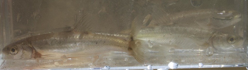 Spikedace in July 2017 by Cody Hough. Photographed while sweeping for ...