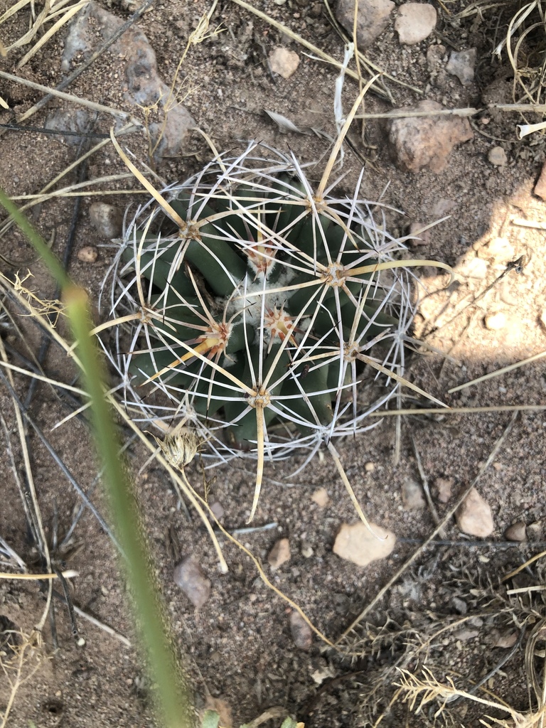Long-tubercled Cory Cactus in August 2020 by C. Blebea · iNaturalist