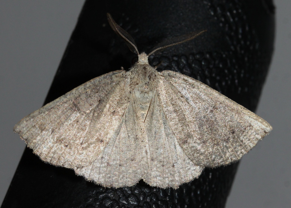Reddish Cape Moth from Anglesea VIC 3230, Australia on April 14, 2020 ...