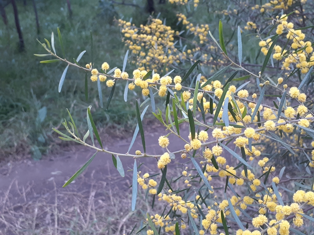 wattles from Abbotsford VIC 3067, Australia on September 3, 2020 at 05: ...
