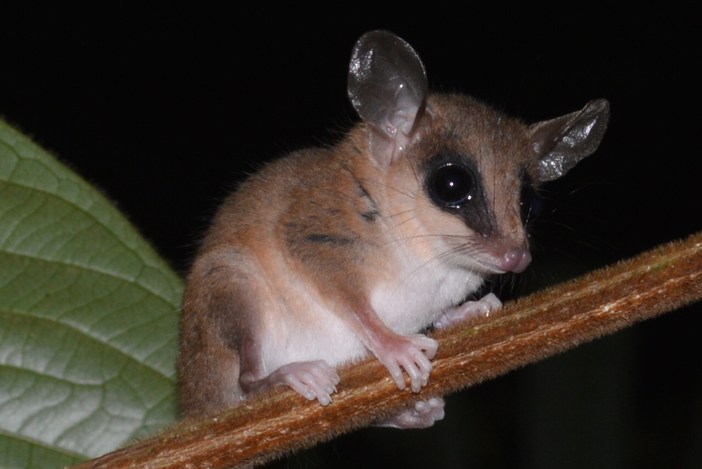 Robinson's Mouse Opossum from Sangre Grande Regional Corporation ...