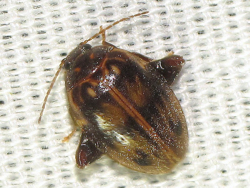 Genus Ora · iNaturalist