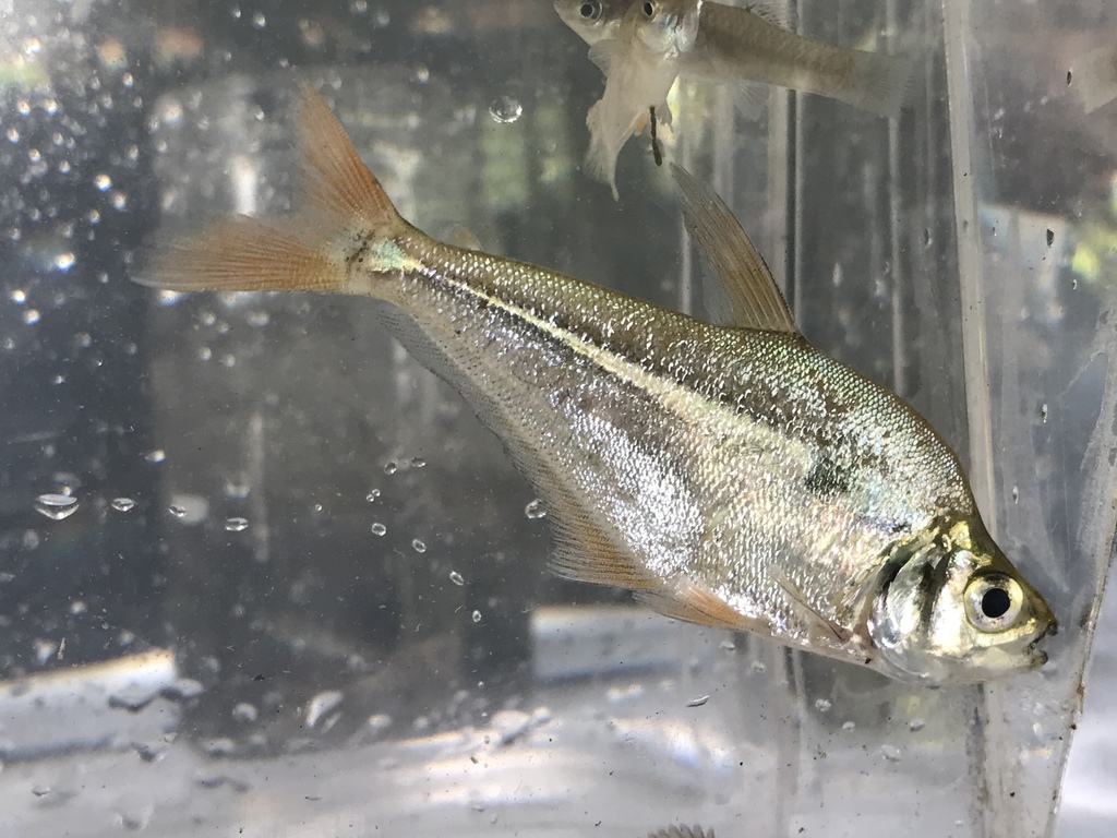 Roeboides from Panamá, PA on September 3, 2020 at 12:53 PM by Javier ...