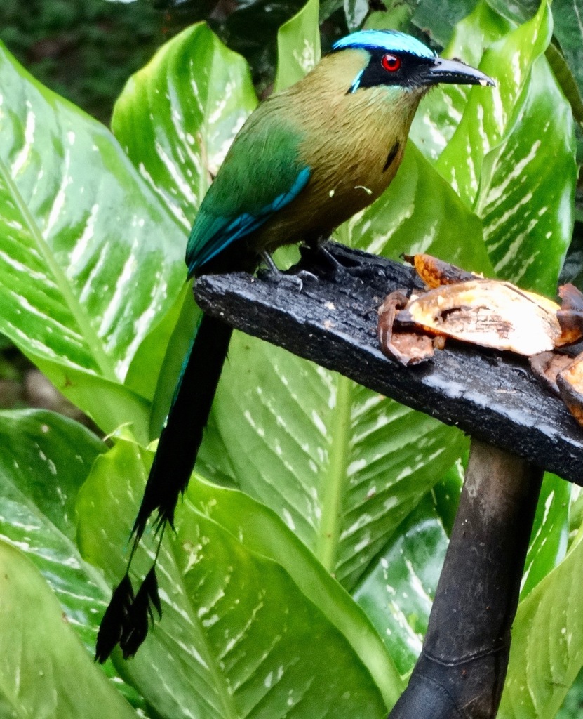 Blue-crowned and Russet-crowned Motmots from Pance, Cali, Valle del ...