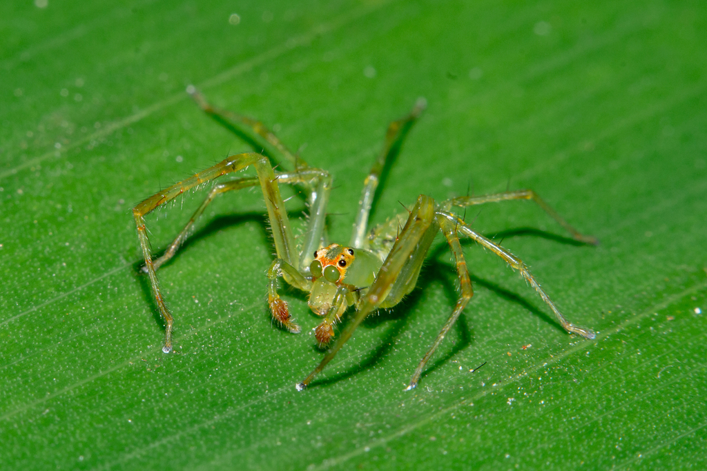 Translucent Green Jumping Spiders from Angra dos Reis, BR-RJ, BR on ...