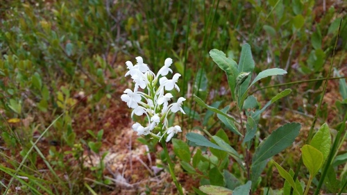 Observations by runtster · iNaturalist