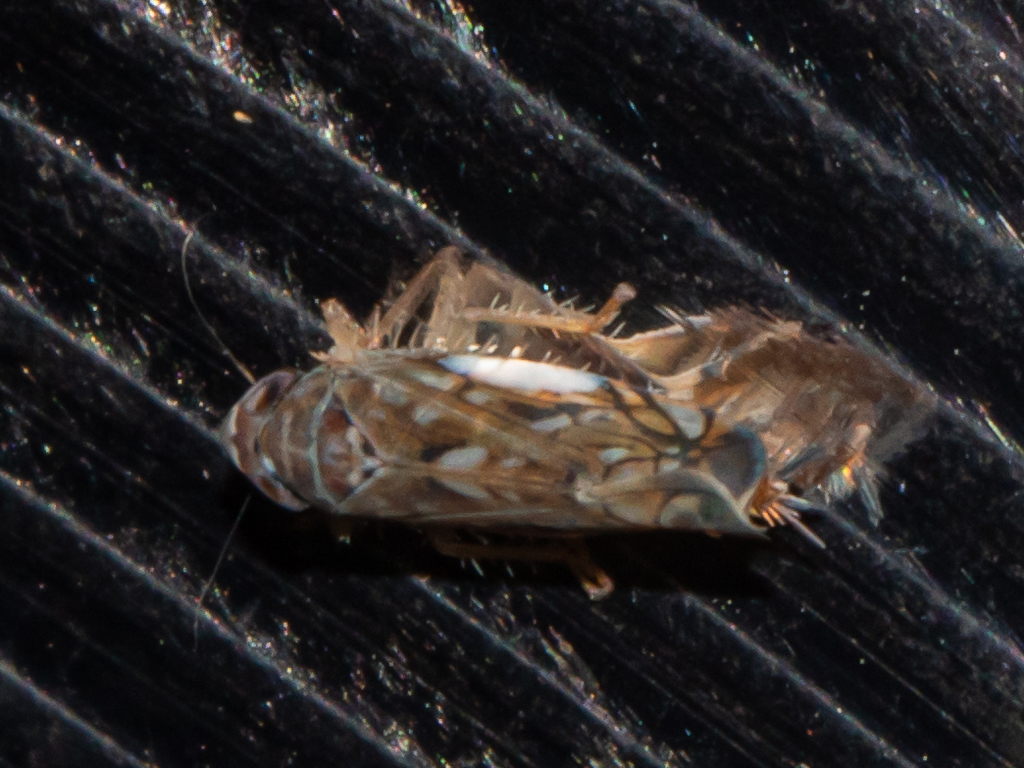 Scaphoideus from Anne Arundel County, MD, USA on August 17, 2020 at 09: ...