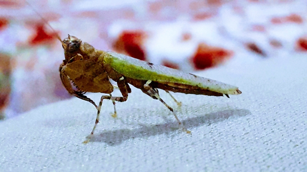 Hestiasula brunneriana from Rayon Housing Society, Jobanpura, Veraval ...