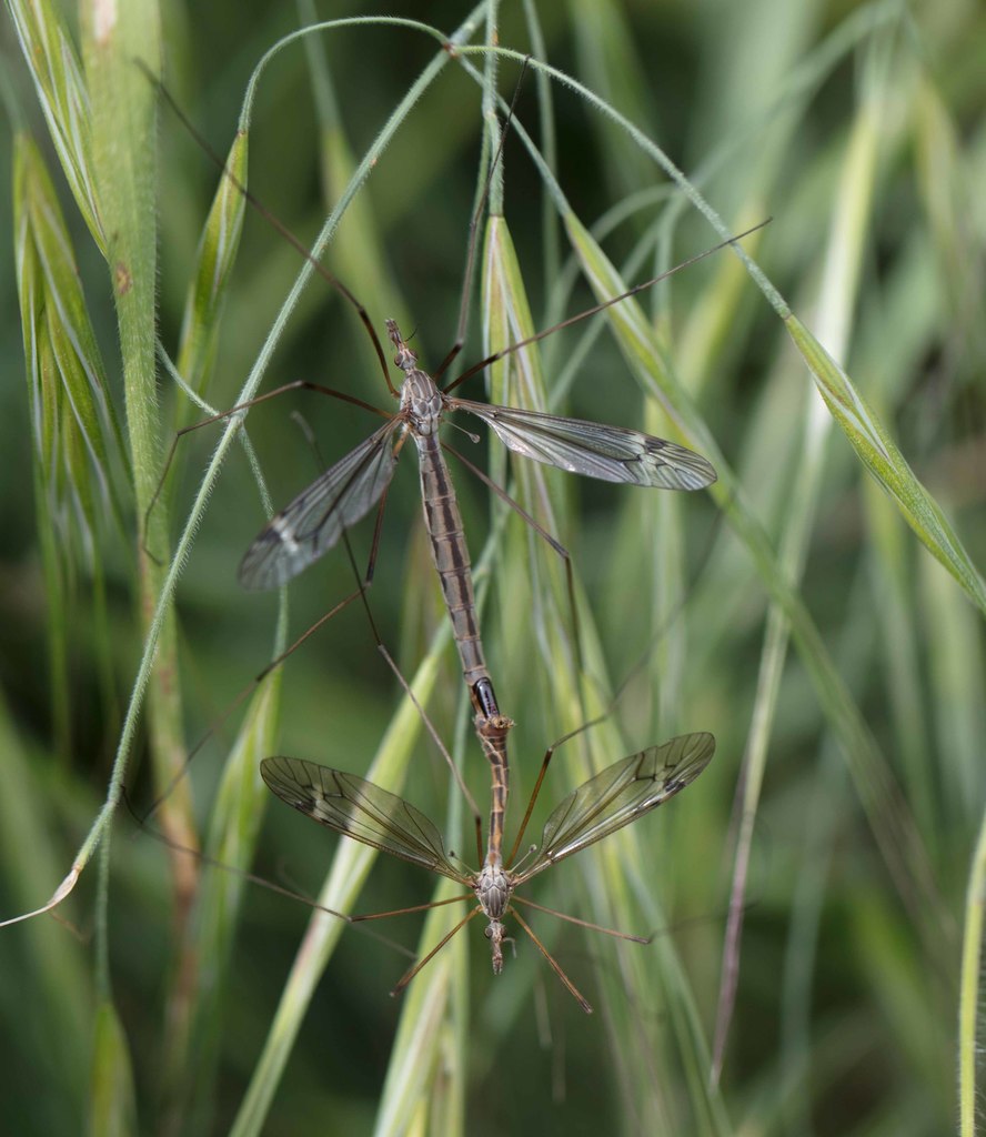 Tipula praecisa from Limestone Canyon on April 9, 2017 at 10:24 AM by ...