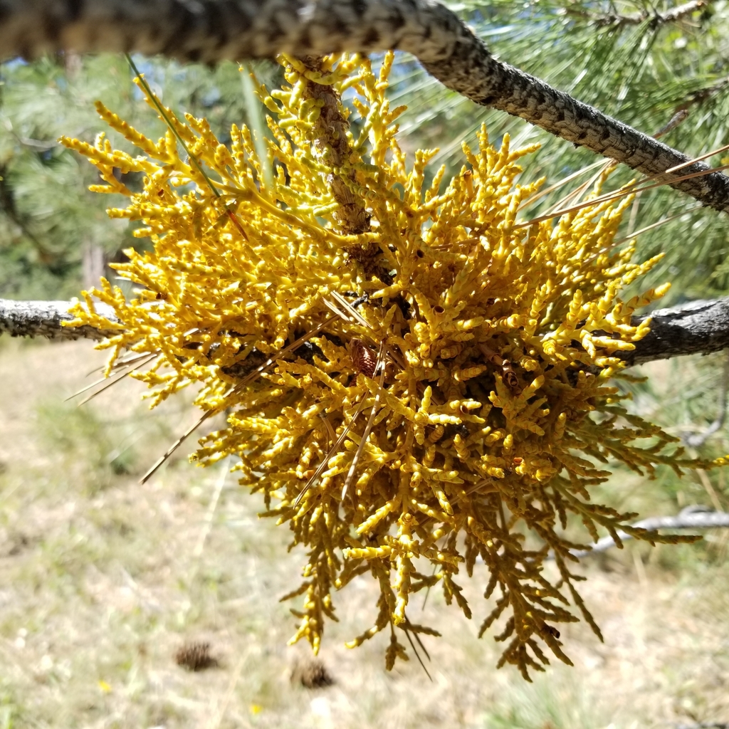 Western Dwarf-Mistletoe from Angelus Oaks, CA 92305, USA on September 3 ...