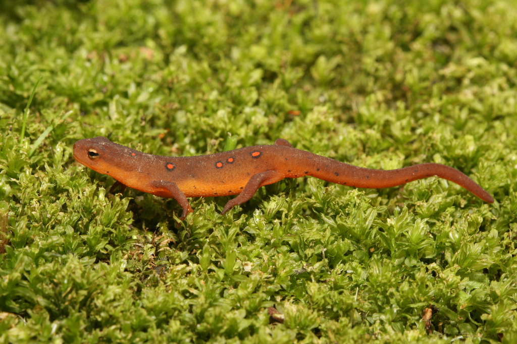 Eastern Newt from Rocky Ridge Farm, Hilton Beach, Algoma District, ON ...