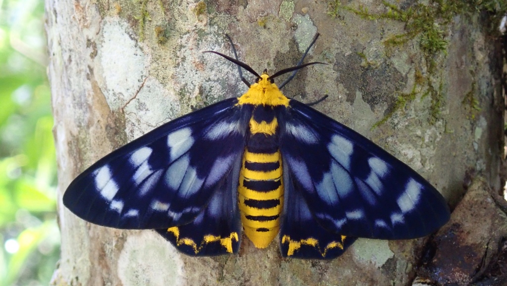 four o'clock moth from Mount Kooyong Road, Julatten, QLD, AU on August ...