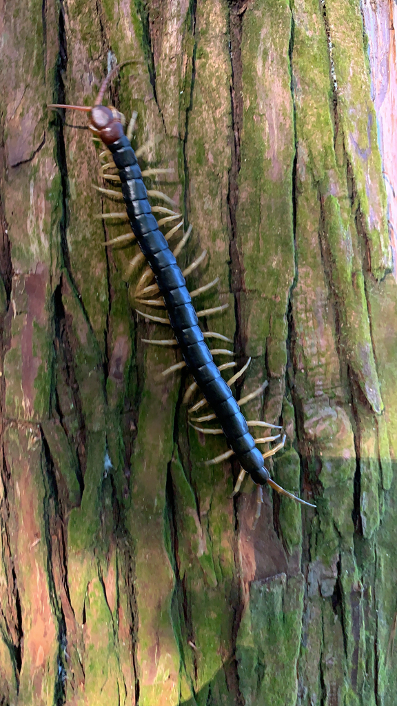 Chinese Red-headed Centipede from Kanazawa-Ku, Yokohama-Shi on ...