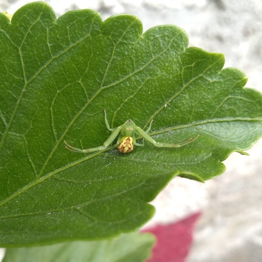 Misumenini from Fidel Velázquez on September 4, 2020 at 05:57 PM by Dianini Santiago · iNaturalist