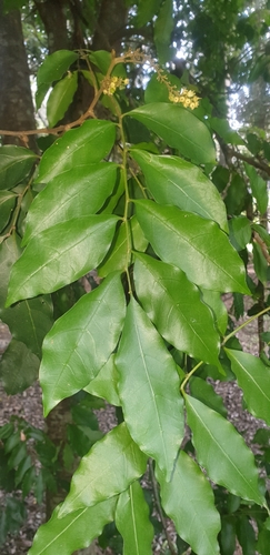 blunt-leaved steelwood (Toechima dasyrrhache) · iNaturalist United Kingdom