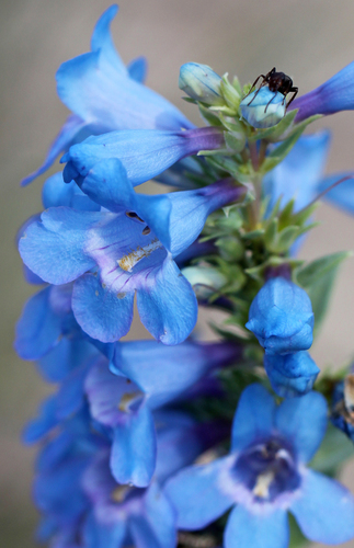 Front Range Beardtongue (Penstemon virens) · iNaturalist