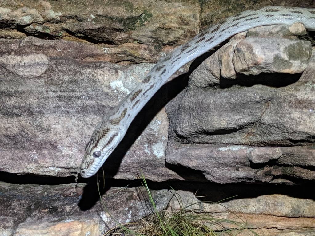 Oenpelli Rock Python in August 2019 by Caitlin Henderson. my second ...