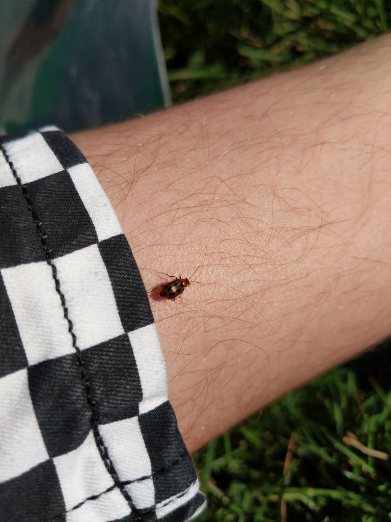 Leaf Beetles from Westerville, OH, USA on September 05, 2020 at 09:21 ...