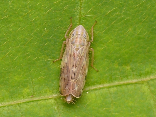 Genus Acharis · iNaturalist