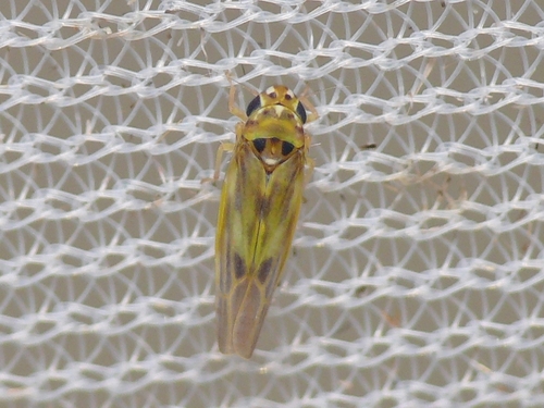 Genus Arboridia · iNaturalist