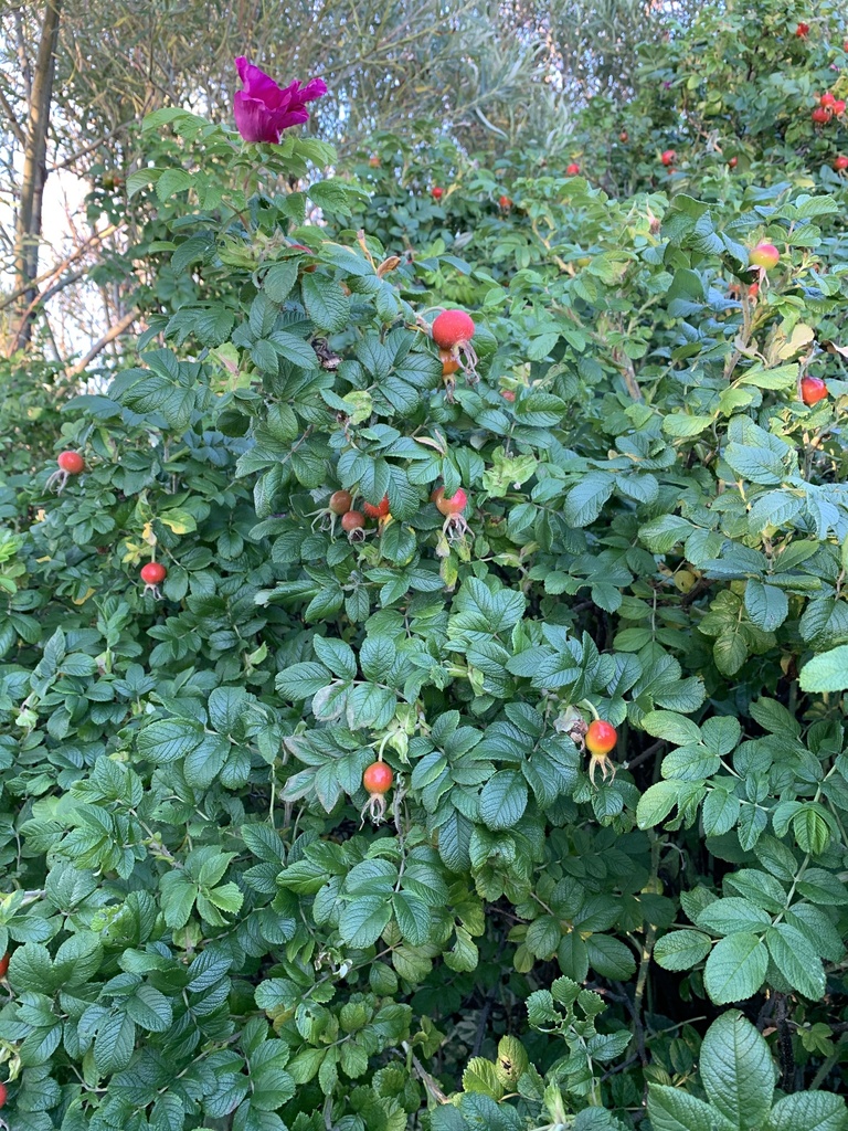 rugosa rose from Rte 132 E, Saint-Ulric, QC, CA on August 22, 2020 at ...
