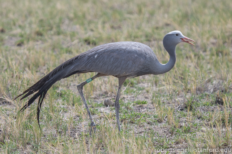 Blue Crane in January 2016 by Robert Siegel · iNaturalist