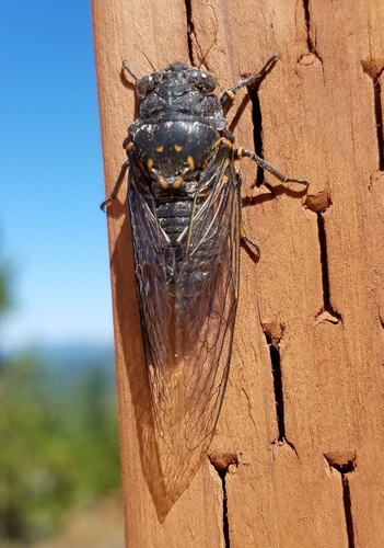 Okanagana rhadine · iNaturalist