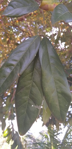 Swartzia laurifolia · iNaturalist