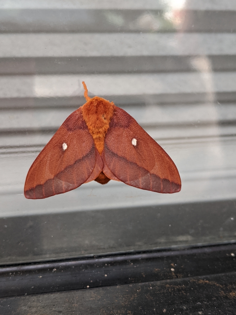 Pink-striped Oakworm Moths from Forest City, FL 32714, USA on September ...