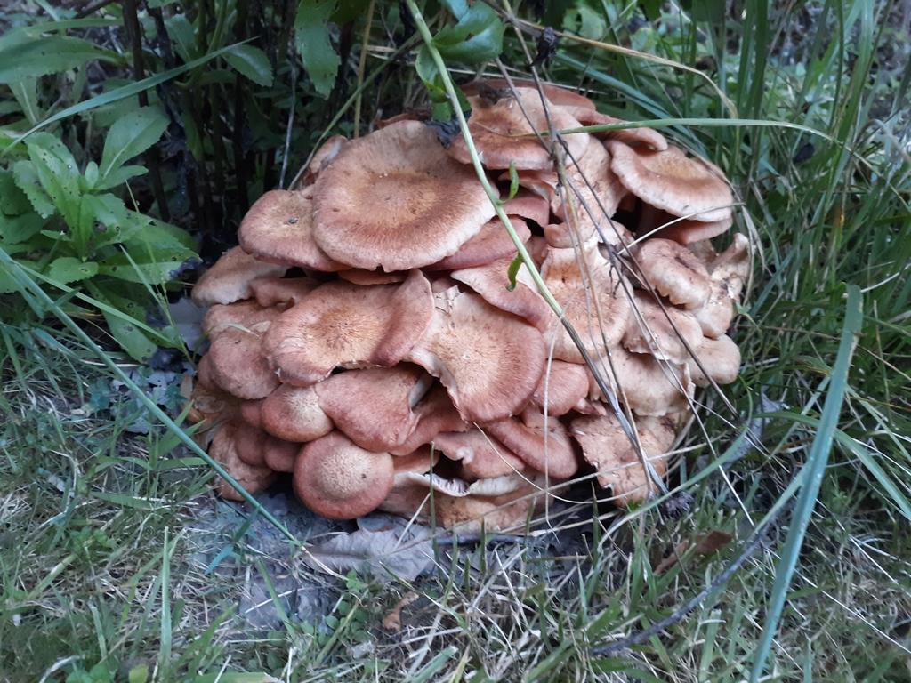 Ringless Honey Mushroom from Sagamore Hills Township, OH, USA on ...