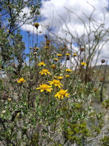 Calanticaria brevifolia · iNaturalist
