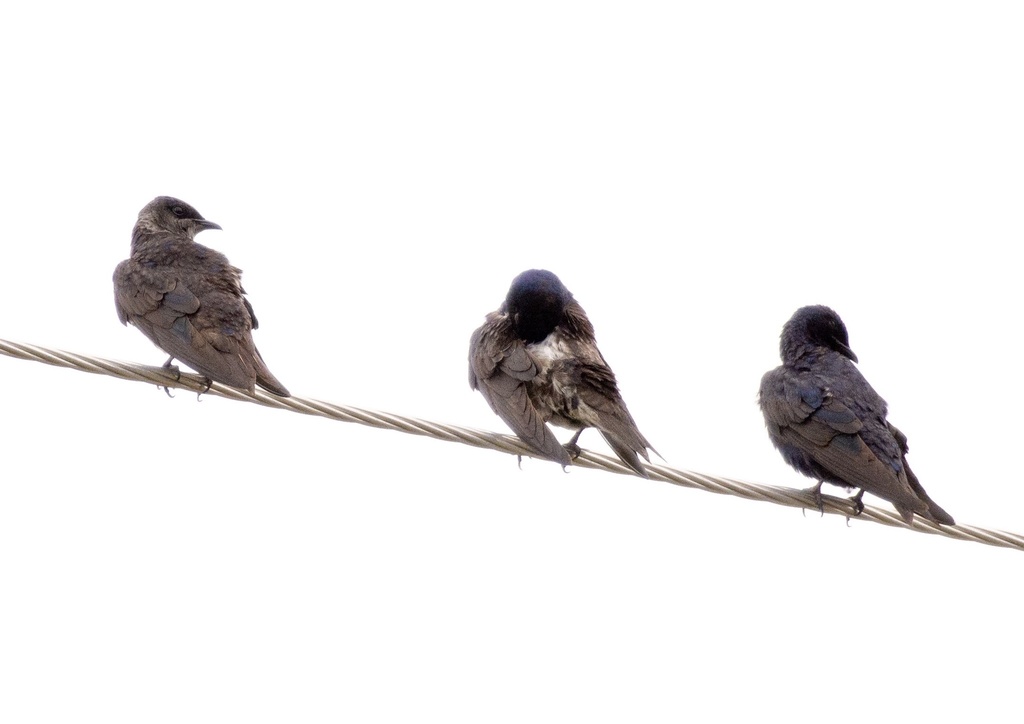 Purple Martin from China, NL, MX on September 5, 2020 at 01:20 PM by ...