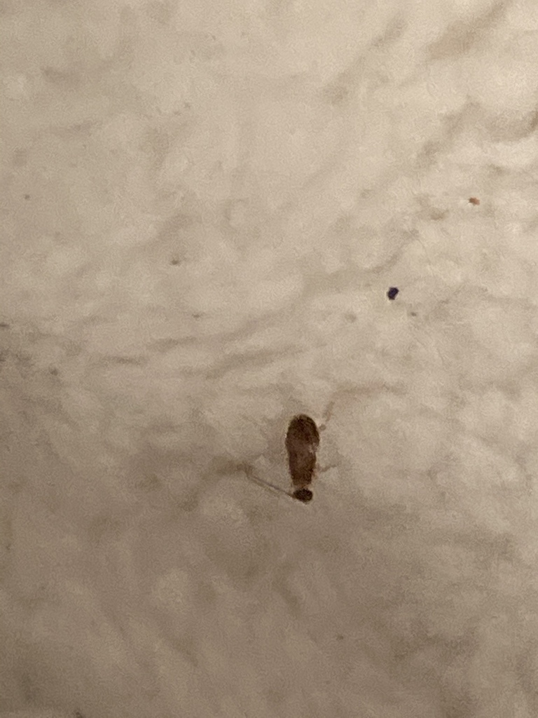 German Cockroach from Indian Park Dr, Murfreesboro, TN, US on September ...