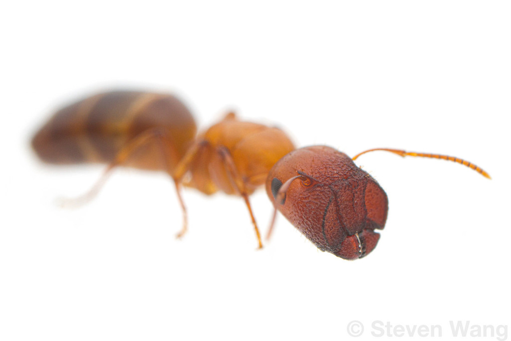 Pale Gate-keeper Ant from South Side, Corpus Christi, TX, USA on August ...
