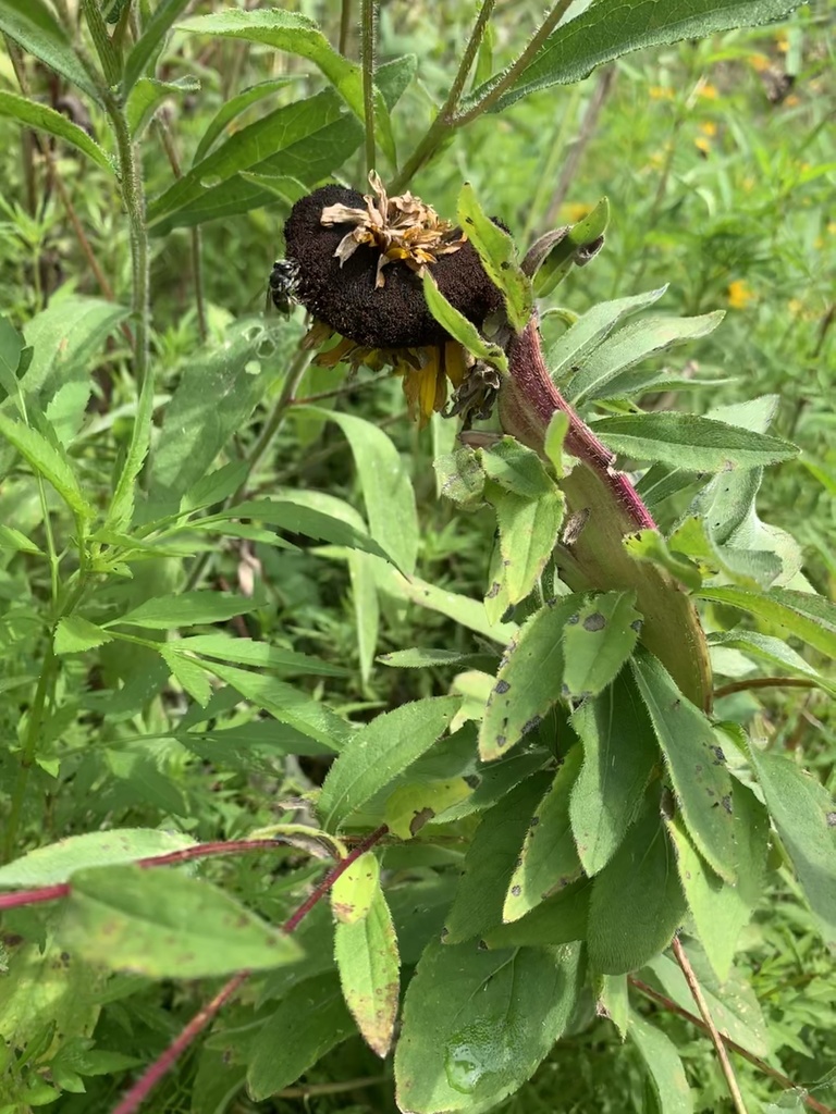 Leafcutter, Mortar, and Resin Bees from N Taylor Ave, Kirkwood, MO, US ...
