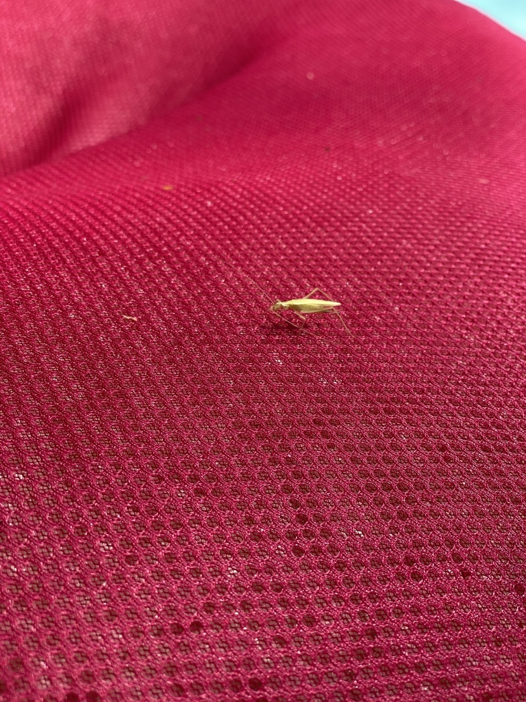 Common Tree Crickets in August 2020 by headgames · iNaturalist