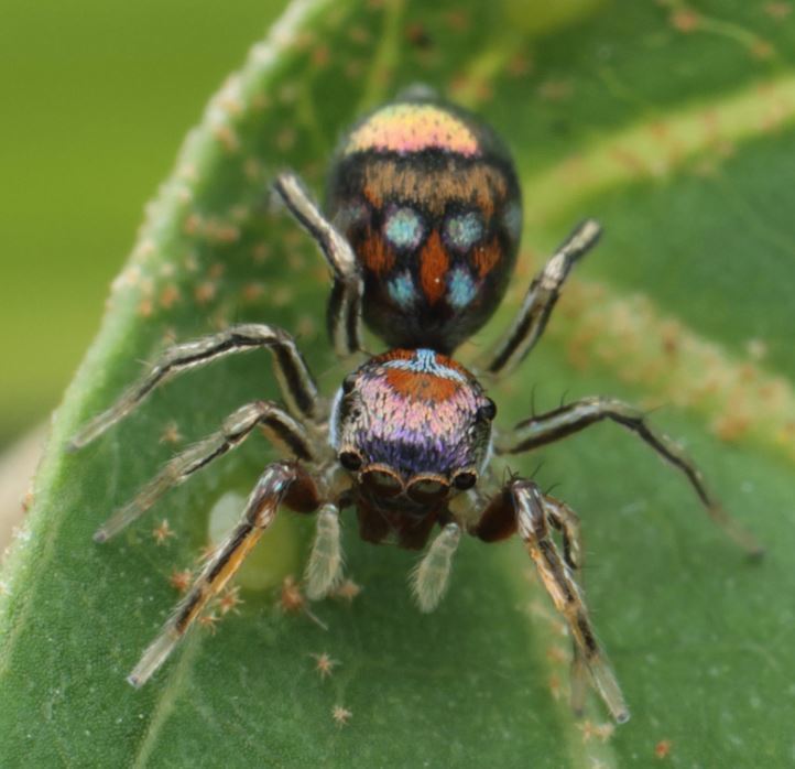 Jade Jumping Spider from 澳門聖方濟各堂區 on August 30, 2020 at 10:22 AM by キース ...