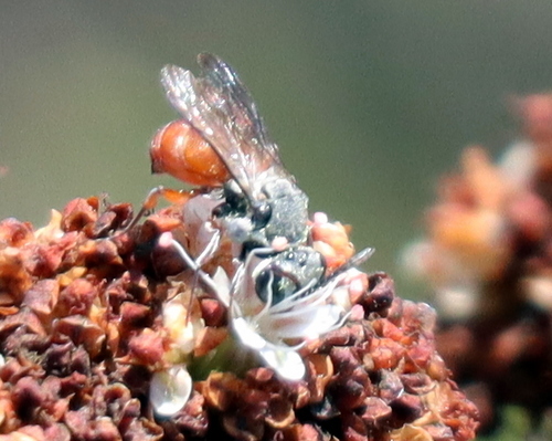 Genus Foxia · iNaturalist