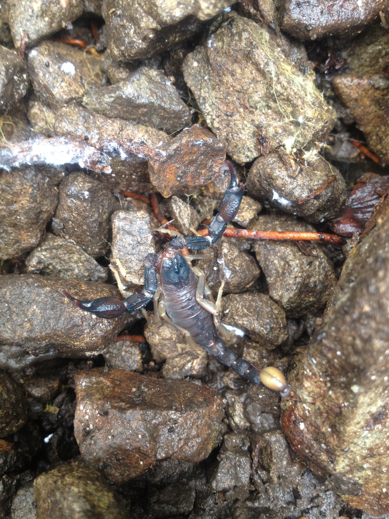 Western Forest Scorpion from Mt Tam, Marin County, California, United ...