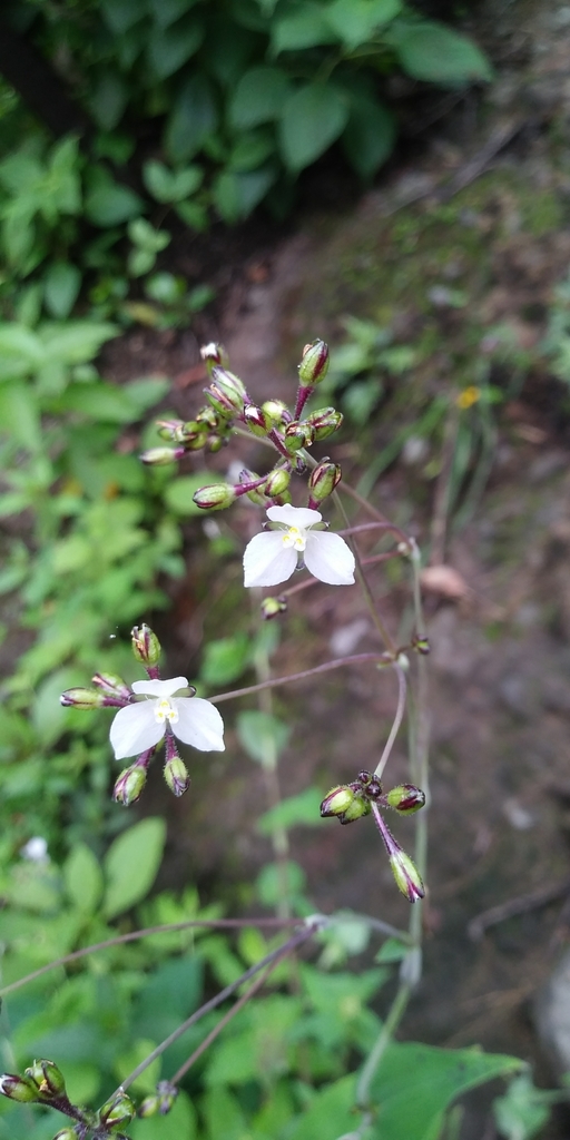 Tripogandra amplexans from Anenecuilco, Mor., México on September 6 ...
