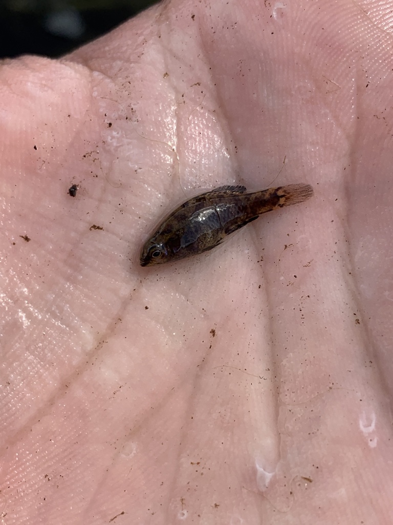 Okefenokee Pygmy Sunfish from Terrace Cove Way, Orlando, FL, US on ...