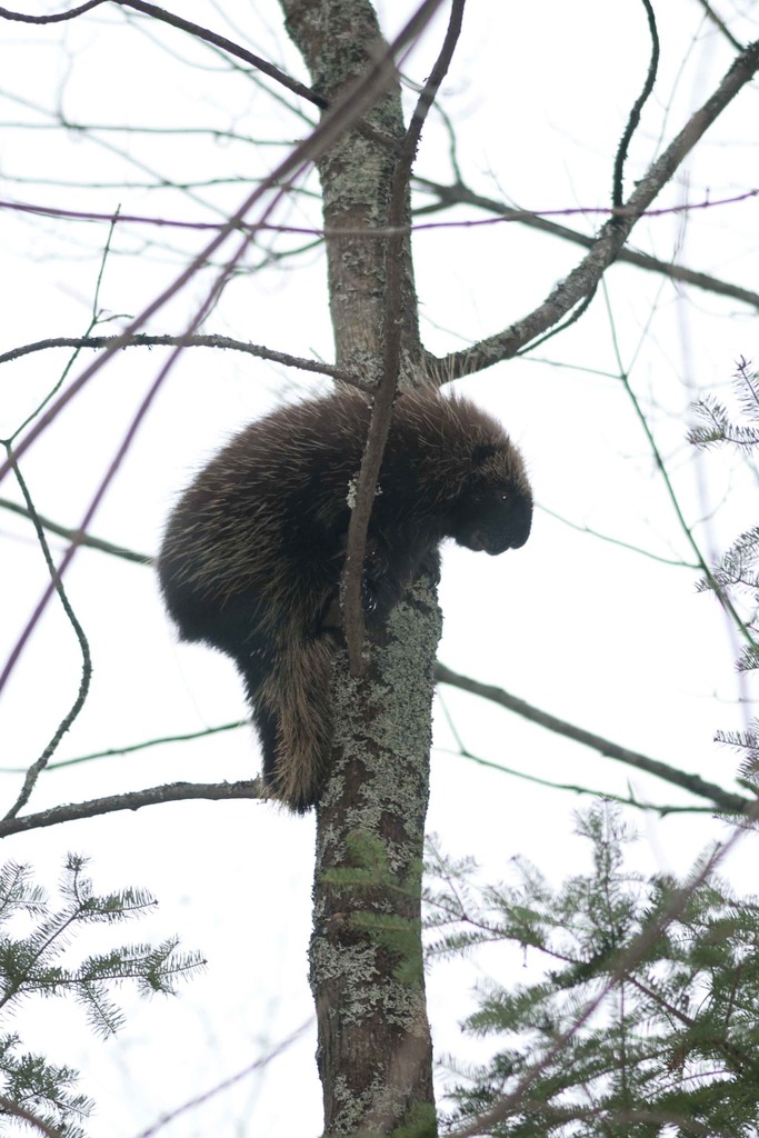 North American Porcupine from Ruby Road, Killaloe, Ontario on March 29 ...