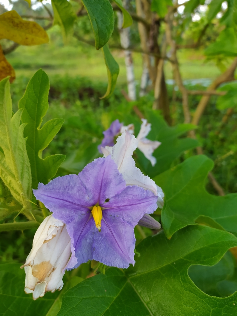 blue potato tree from Bang Phra, Si Racha District, Chon Buri, Thailand ...