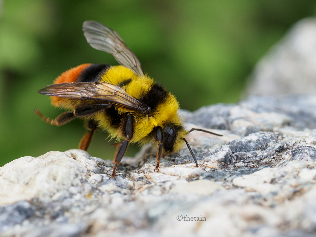 Fiery-tailed Bumble Bee in August 2020 by thetain · iNaturalist