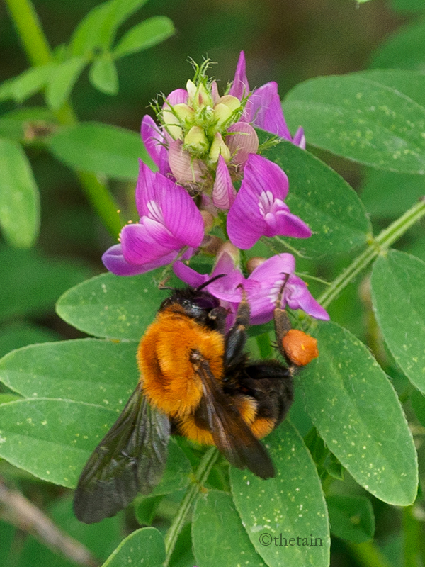 Opulent Bumble Bee in August 2020 by thetain · iNaturalist