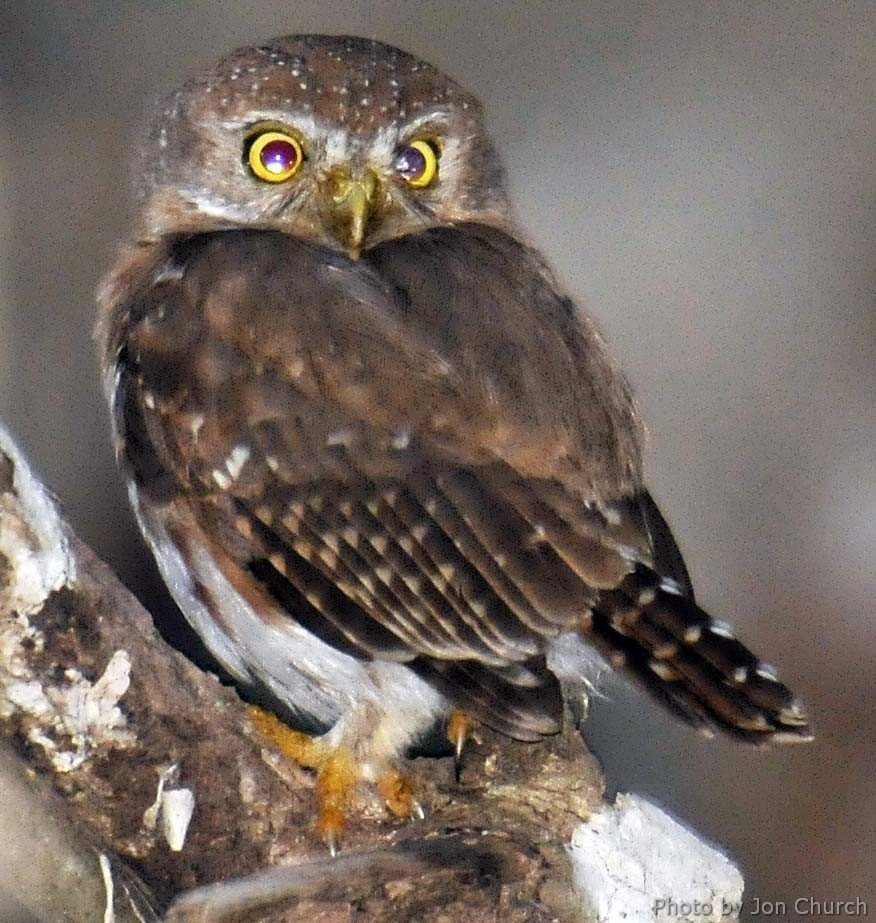 Colima Pygmy-Owl from Parque national huautulco on April 06, 2011 at 05 ...