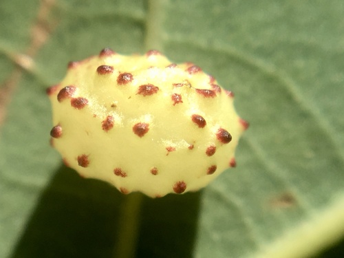 Cynips agama · iNaturalist