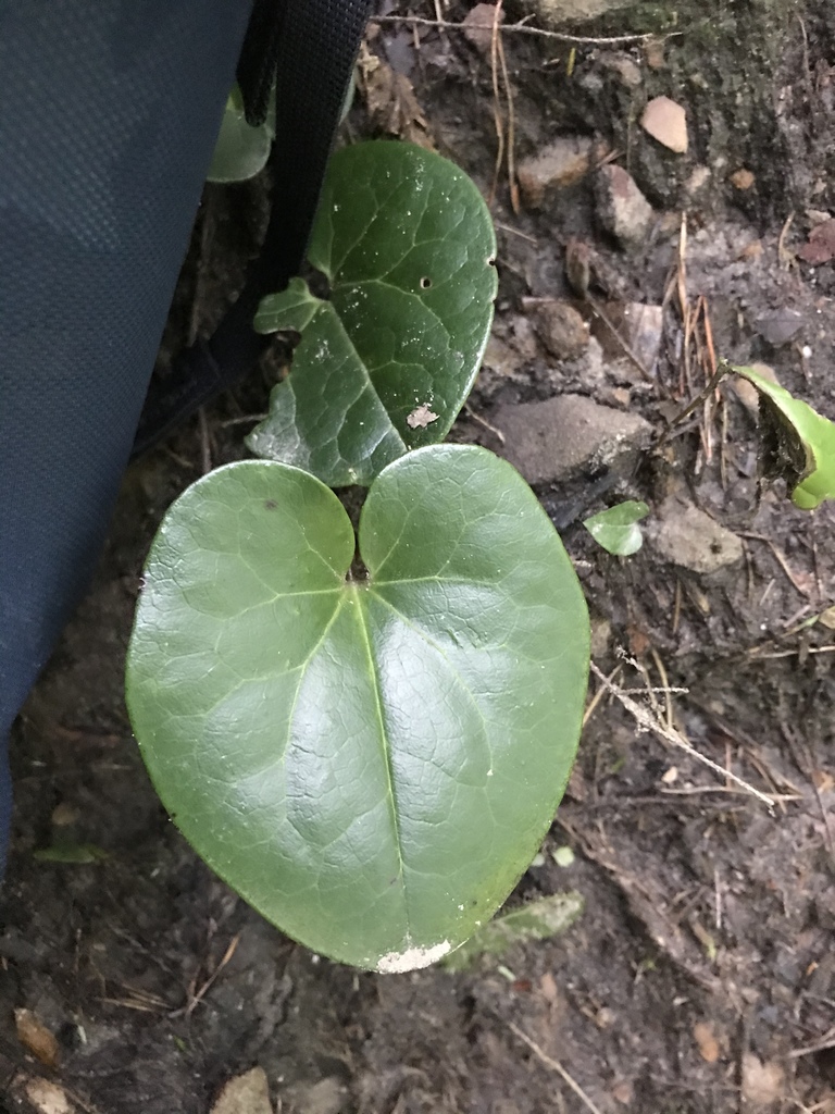 variable-leaf heartleaf from Victor, WV, US on September 5, 2020 at 11: ...
